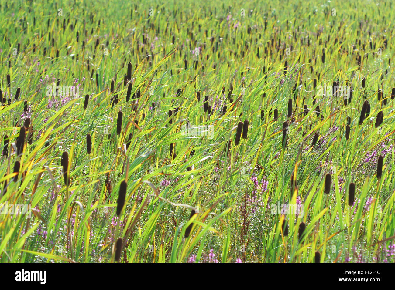 Reeds field with flowers in summer Stock Photo - Alamy