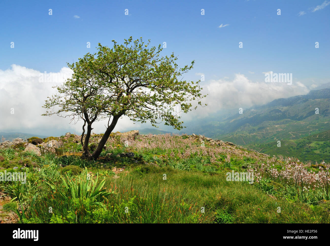 Cretan wild flower hi-res stock photography and images - Alamy