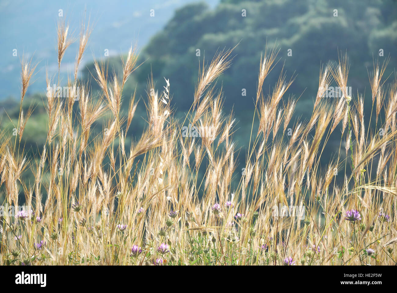 Wild Grain in Backlight Stock Photo - Alamy