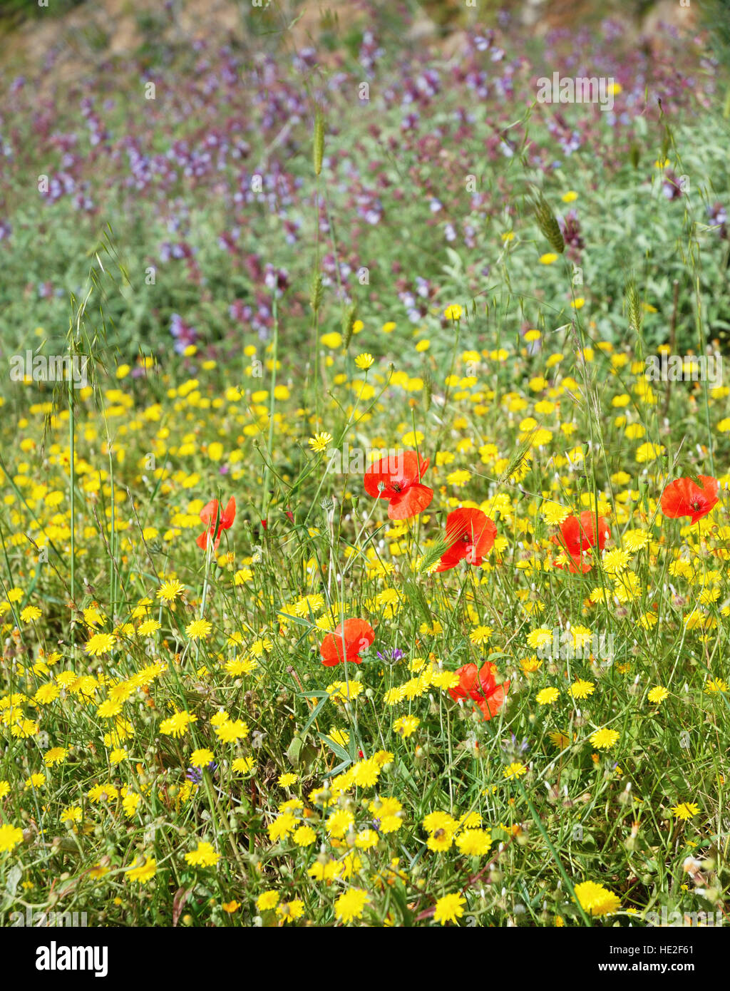 Cretan meadow flowers in bloom in springtime Stock Photo - Alamy