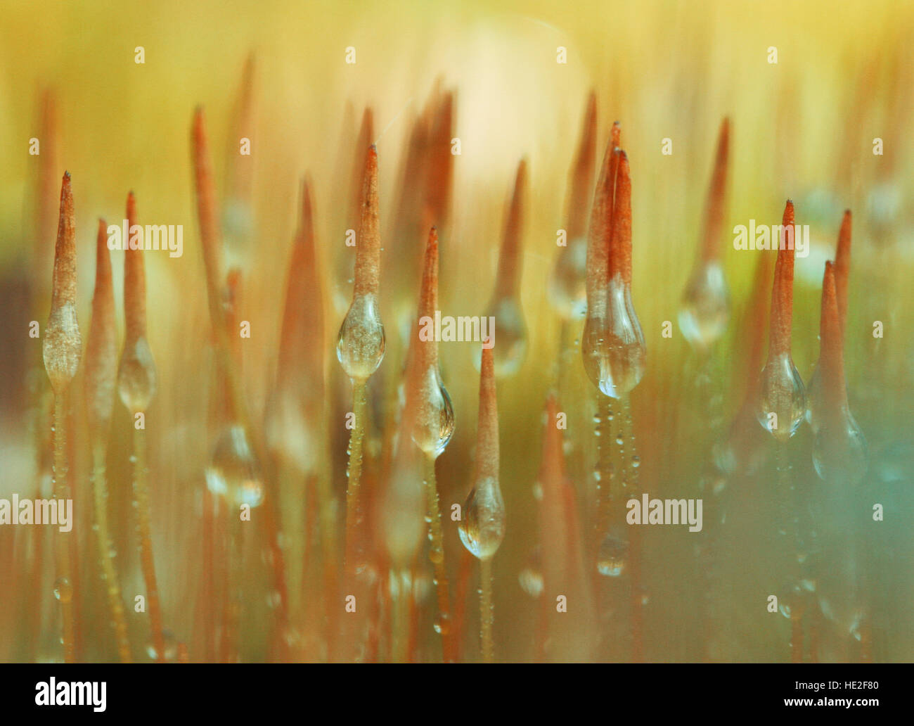 Closeup moss in forest after rain Stock Photo - Alamy