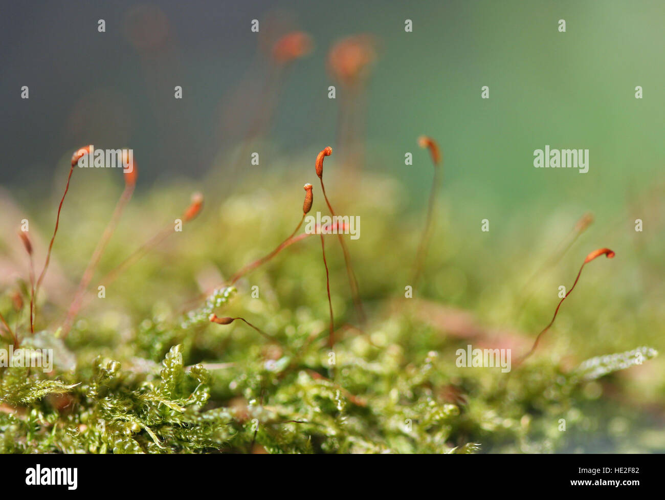 Group of moss seed sprouts in springtime Stock Photo - Alamy