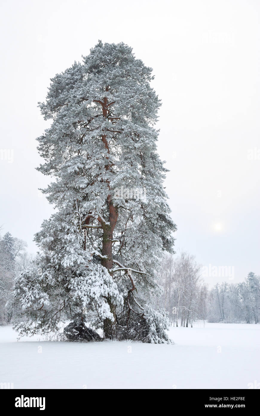 Mighty tall tree standing hi-res stock photography and images - Alamy