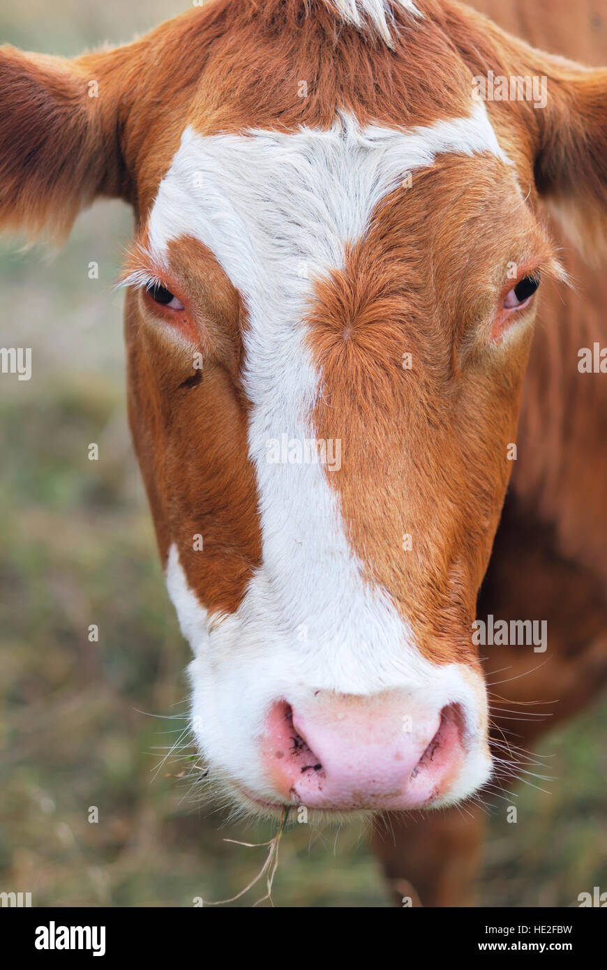 Cow chewing grass Stock Photo - Alamy