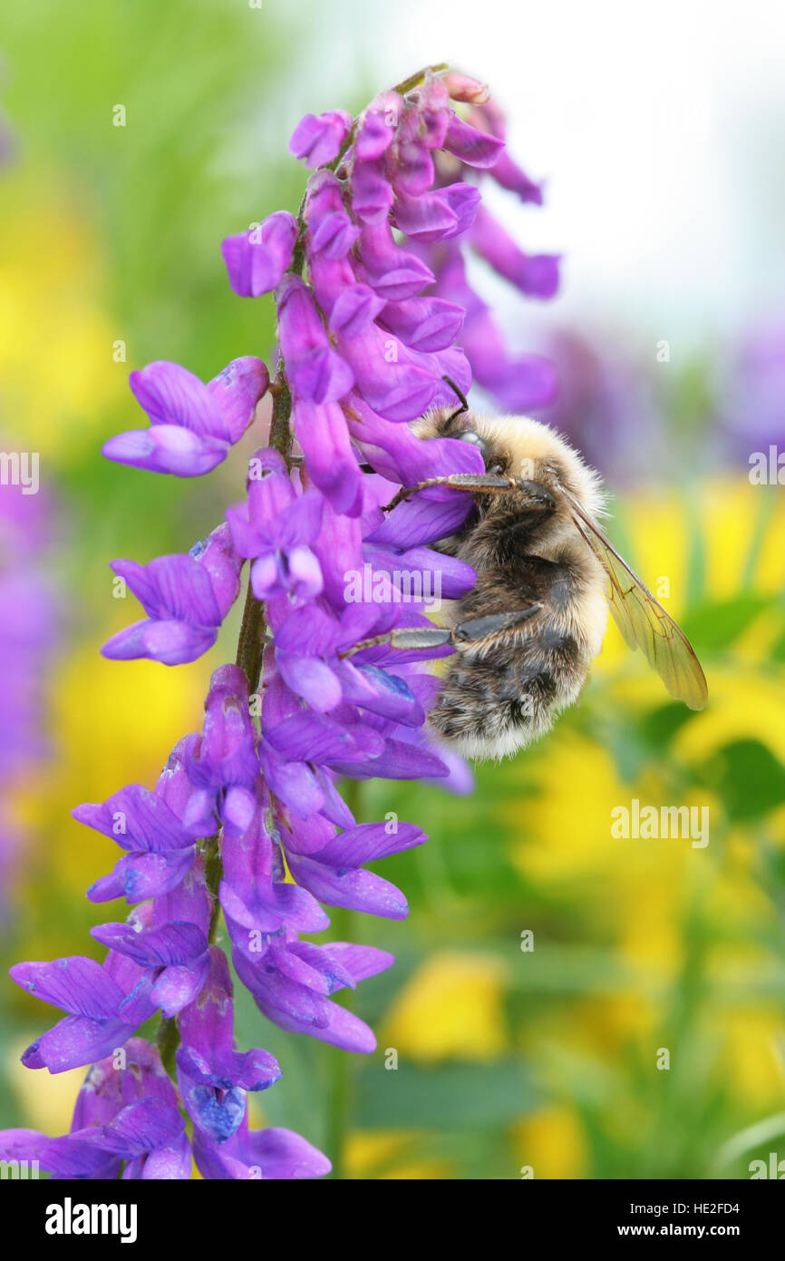 Bumblebee on a purple flower with green and yellow background Stock ...
