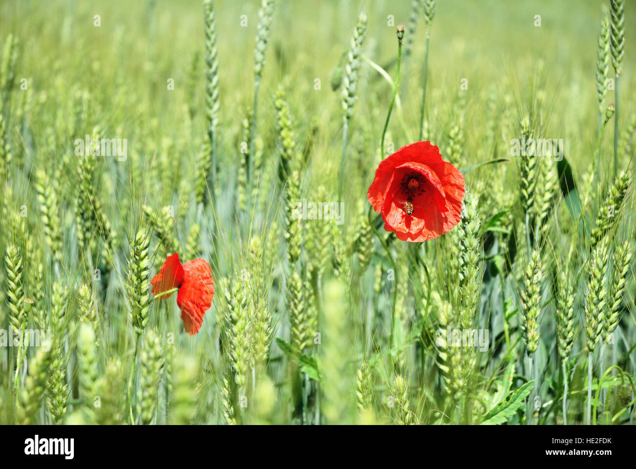 Spring Barley Green Field with Poppy Flower Stock Photo - Alamy