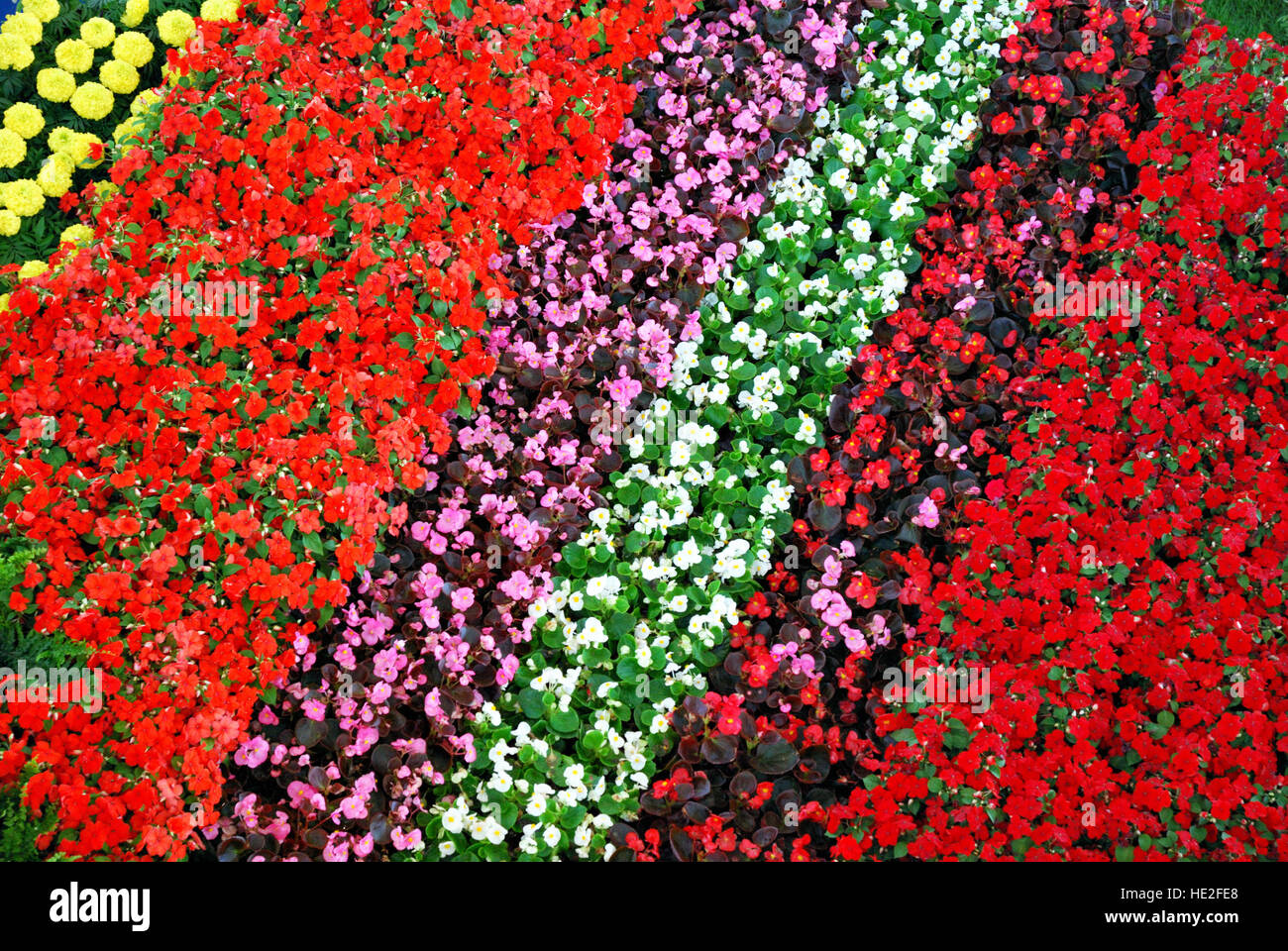 Different flowers arranged into colorful stipes Stock Photo - Alamy