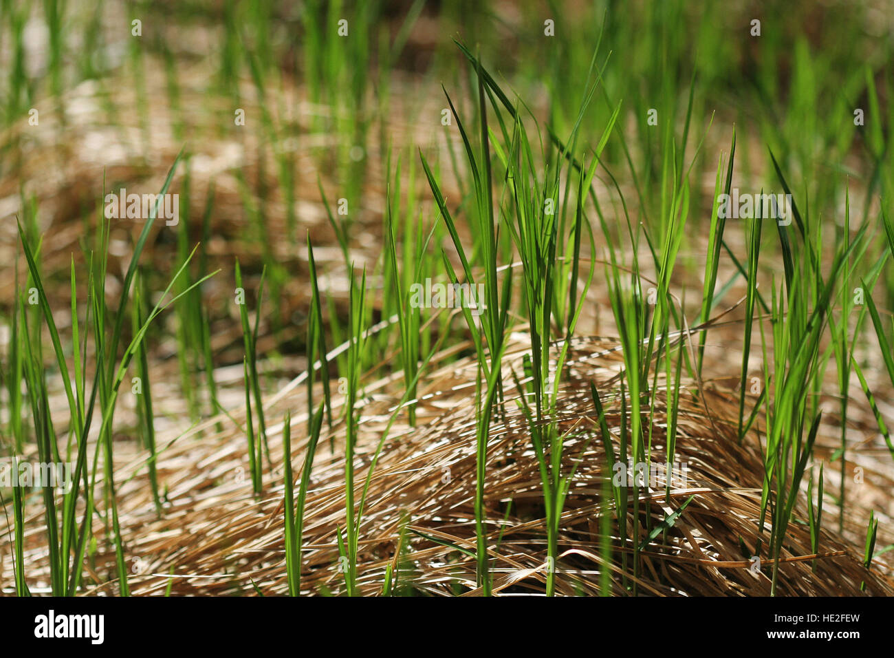Fresh grass leaves sprouting through dry hay in springtime Stock Photo ...