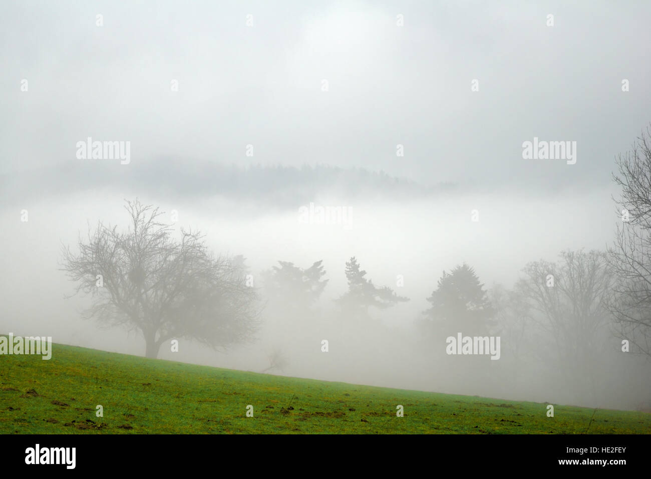 Trees in the Fog Stock Photo - Alamy