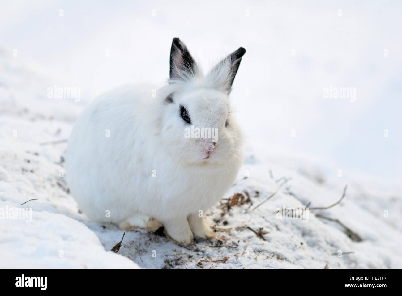 Cute White Bunny Stock Photo - Alamy