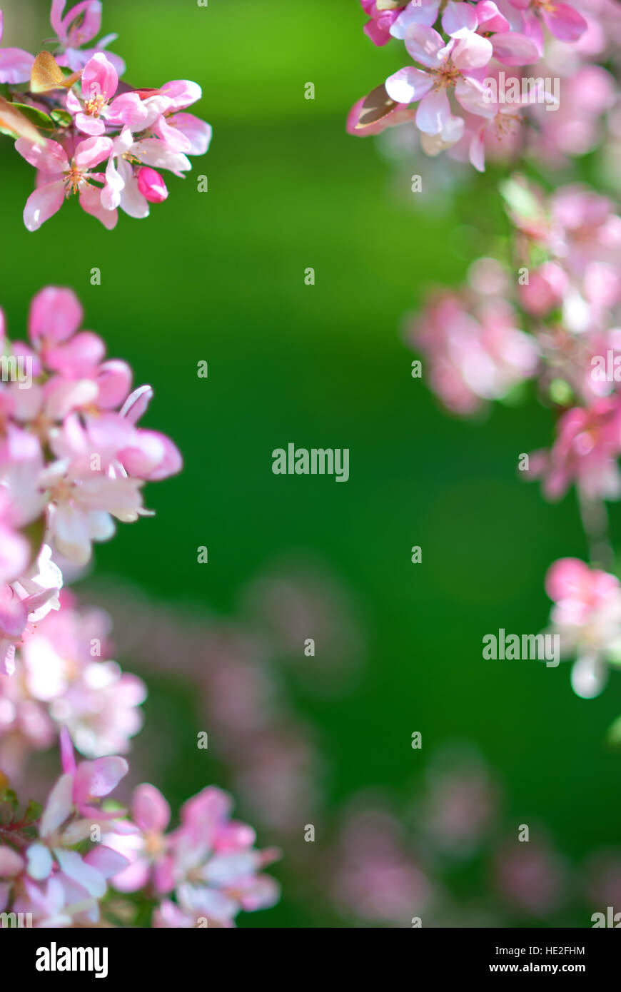 Pink Flower framing Stock Photo - Alamy