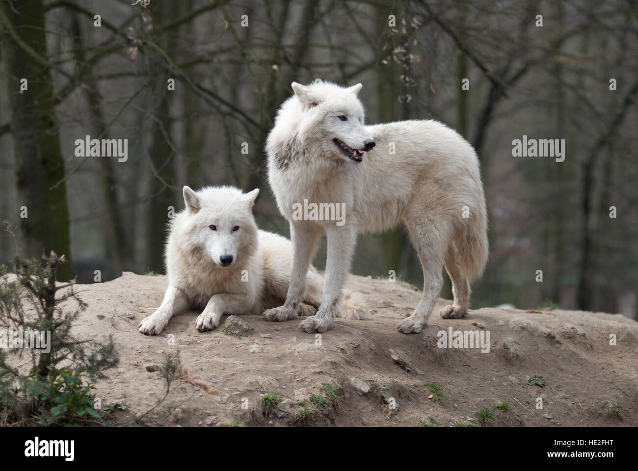 Two Arctic Wolves Canis lupus arctos in the zoo in Brno, Czech Republic ...