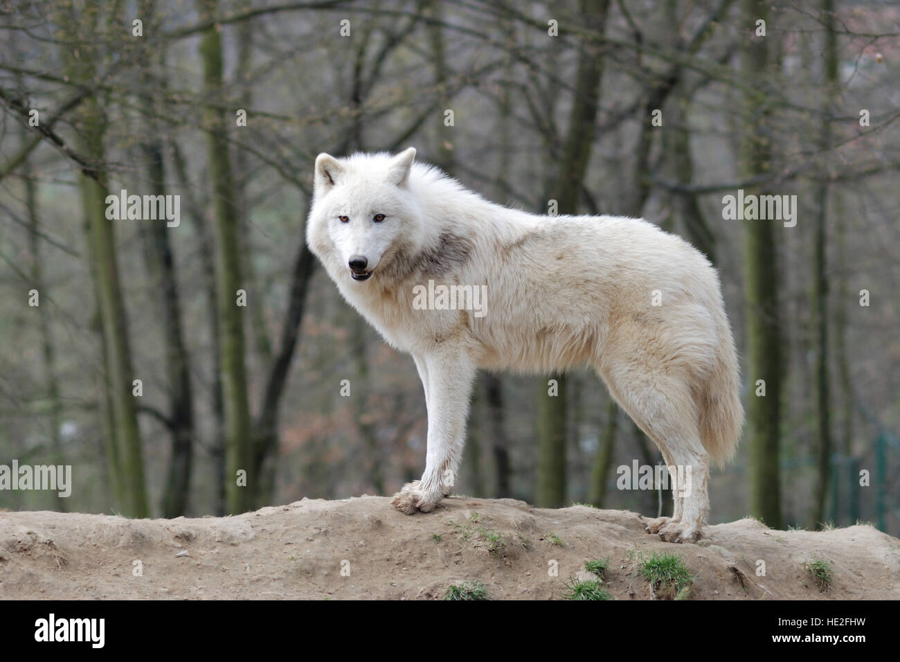 Arctic wolf in brno zoo hi-res stock photography and images - Alamy
