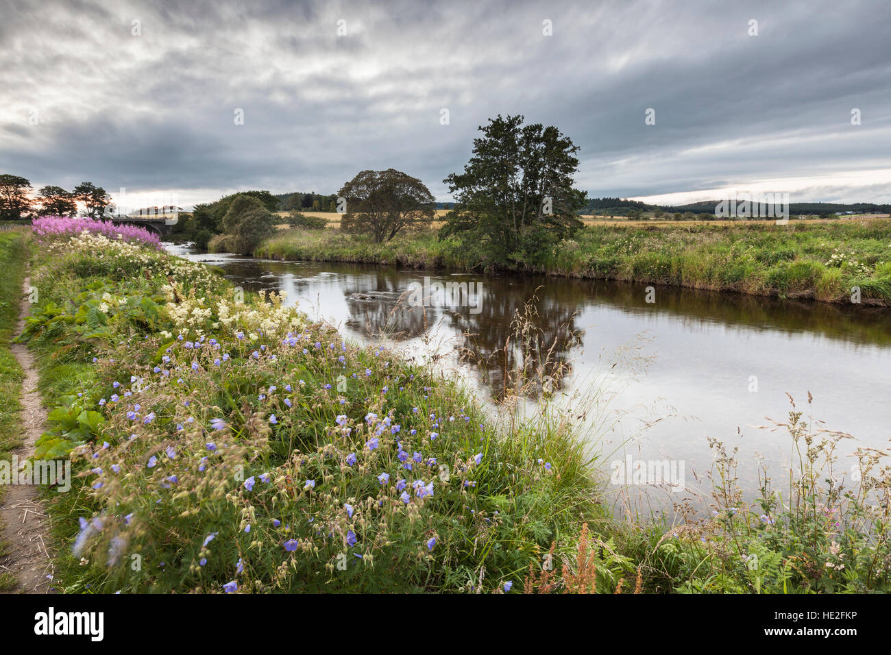 Wildflowers and Path on the River Deveron at Huntly in Aberdeenshire ...