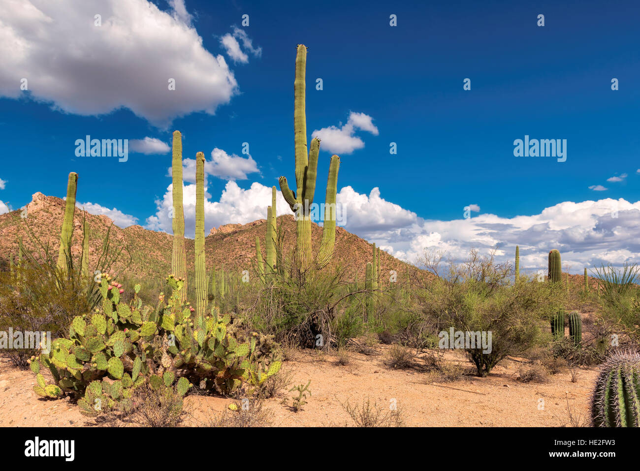 Saguaro cactus near phoenix hi-res stock photography and images - Alamy