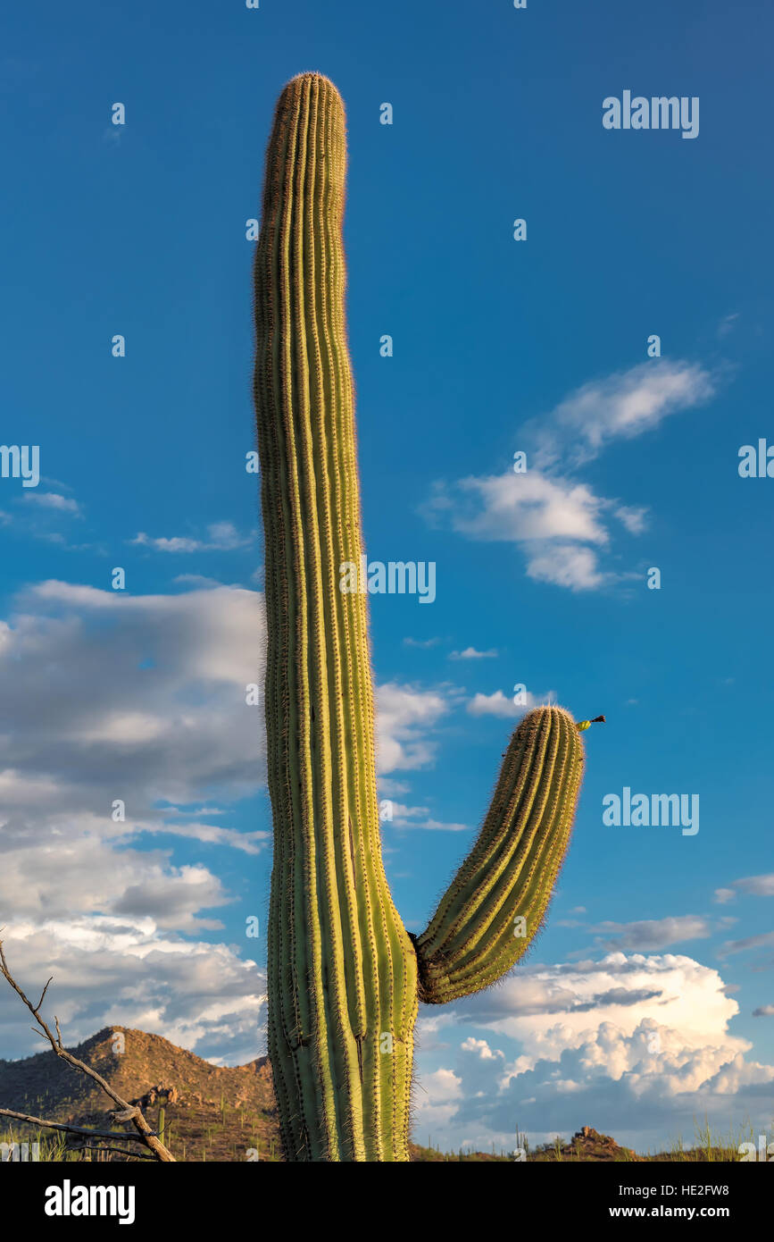 Giant Saguaro cactus Stock Photo - Alamy