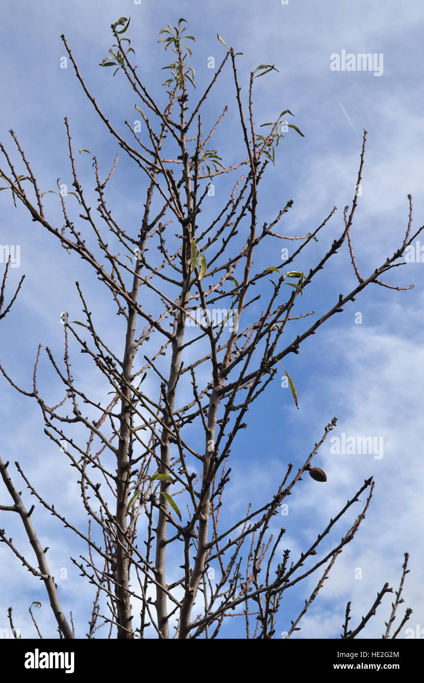 Dead tree on cloudy sky Stock Photo - Alamy