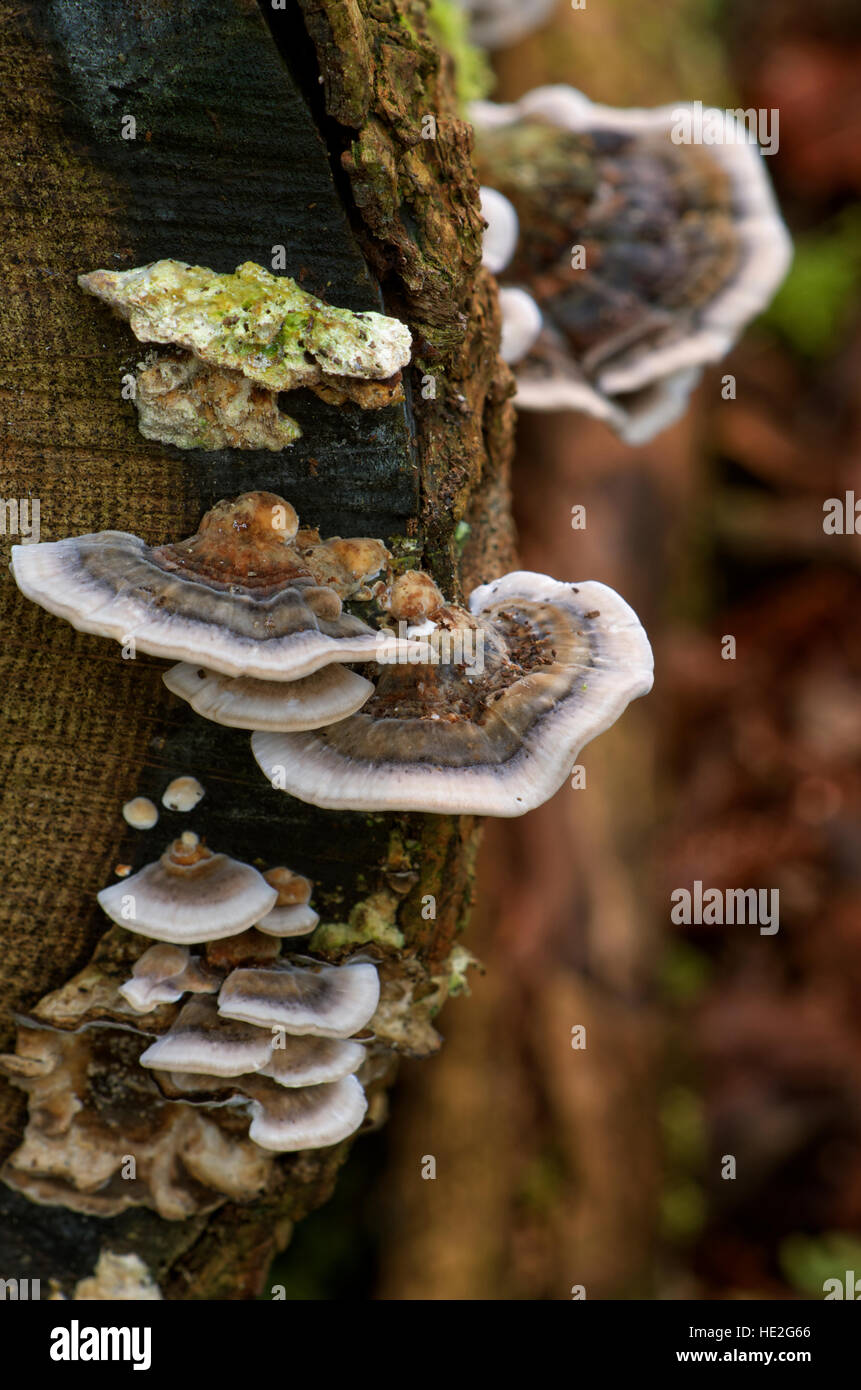 Colorful colourful fungus tree hi-res stock photography and images - Alamy