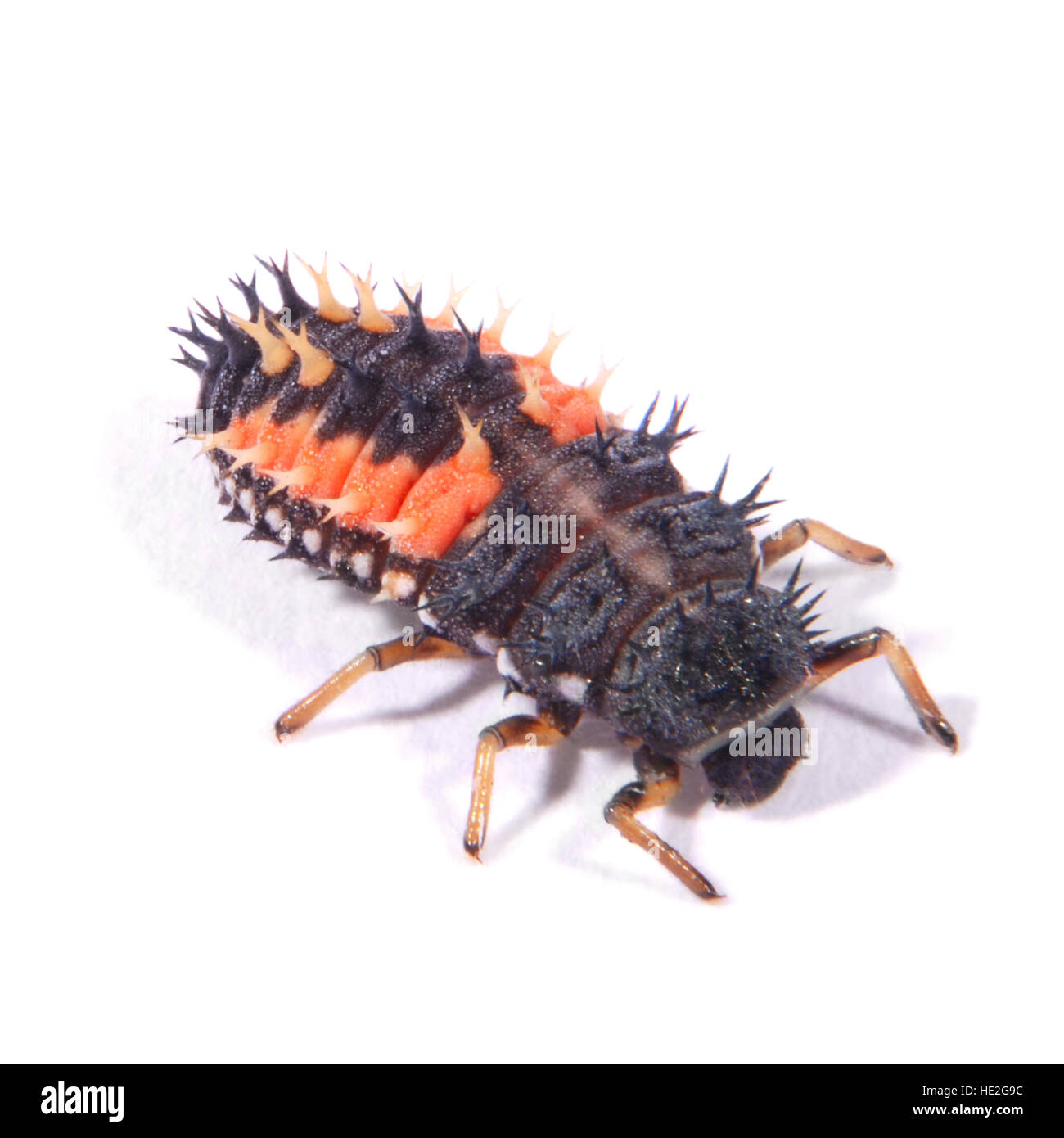 Beetle in black studio hi-res stock photography and images - Alamy