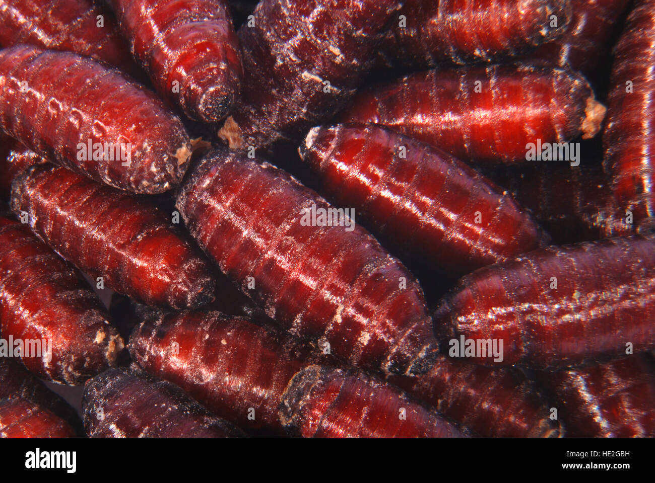 Pupa big green fly for sport fisherman Stock Photo - Alamy