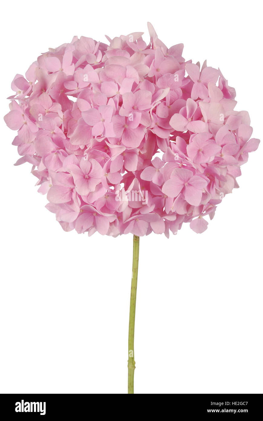 Pink flower hydrangea on white background. Clipping path inside Stock ...