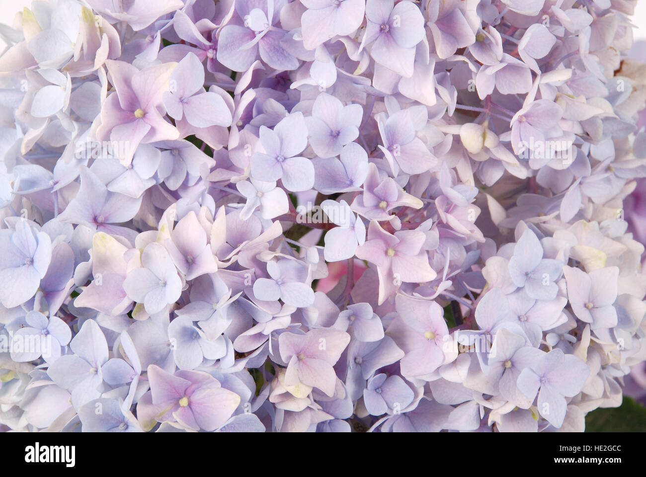 Beautiful purple hydrangeas flower background. Natural color Stock ...