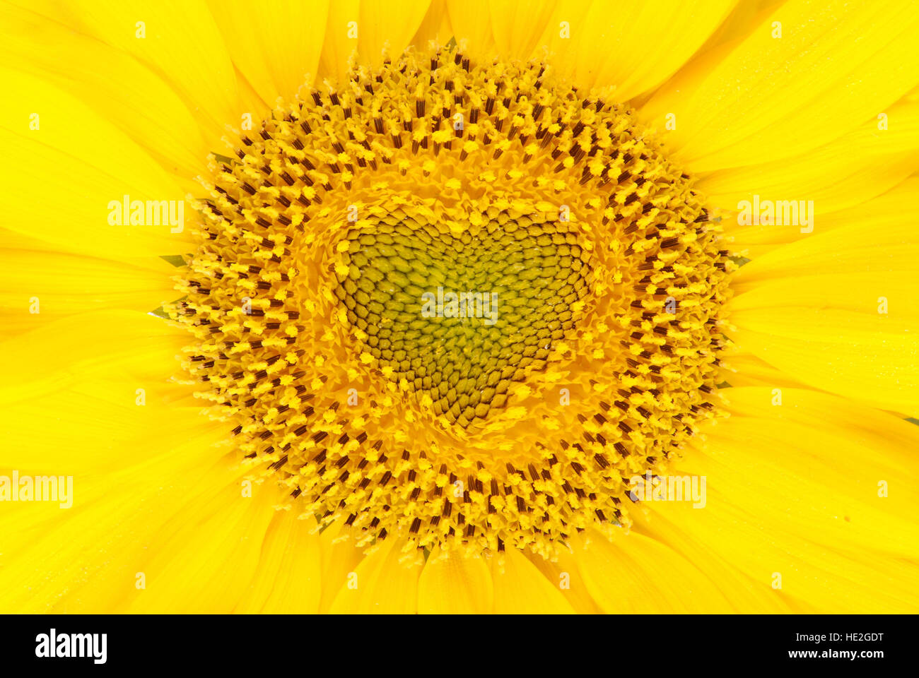 Heart shaped sunflower hi-res stock photography and images - Alamy