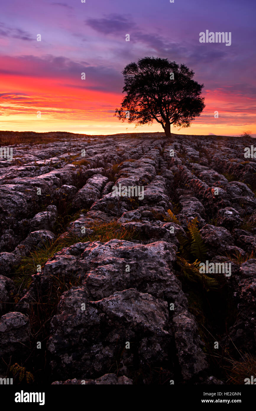 Lone Tree at Malham Stone Pavement Stock Photo - Alamy