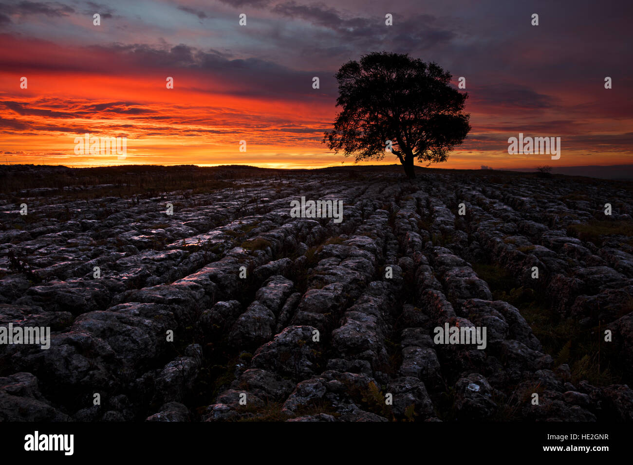 Lone Tree at Malham Stone Pavement Stock Photo - Alamy