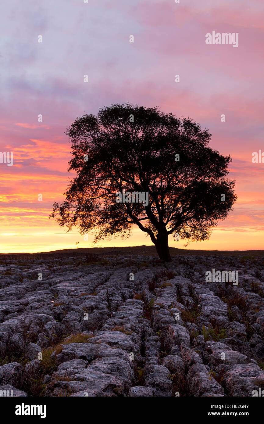 Lone tree malham yorkshire dales hi-res stock photography and images ...