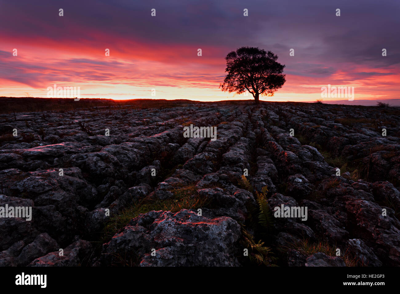 Malham lone tree hi-res stock photography and images - Alamy