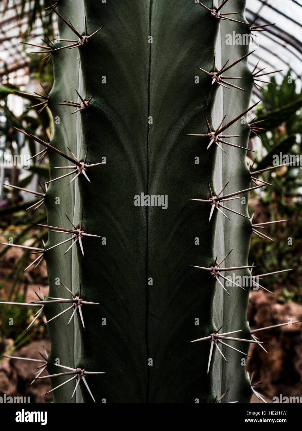 Cactus plant spikes hi-res stock photography and images - Alamy