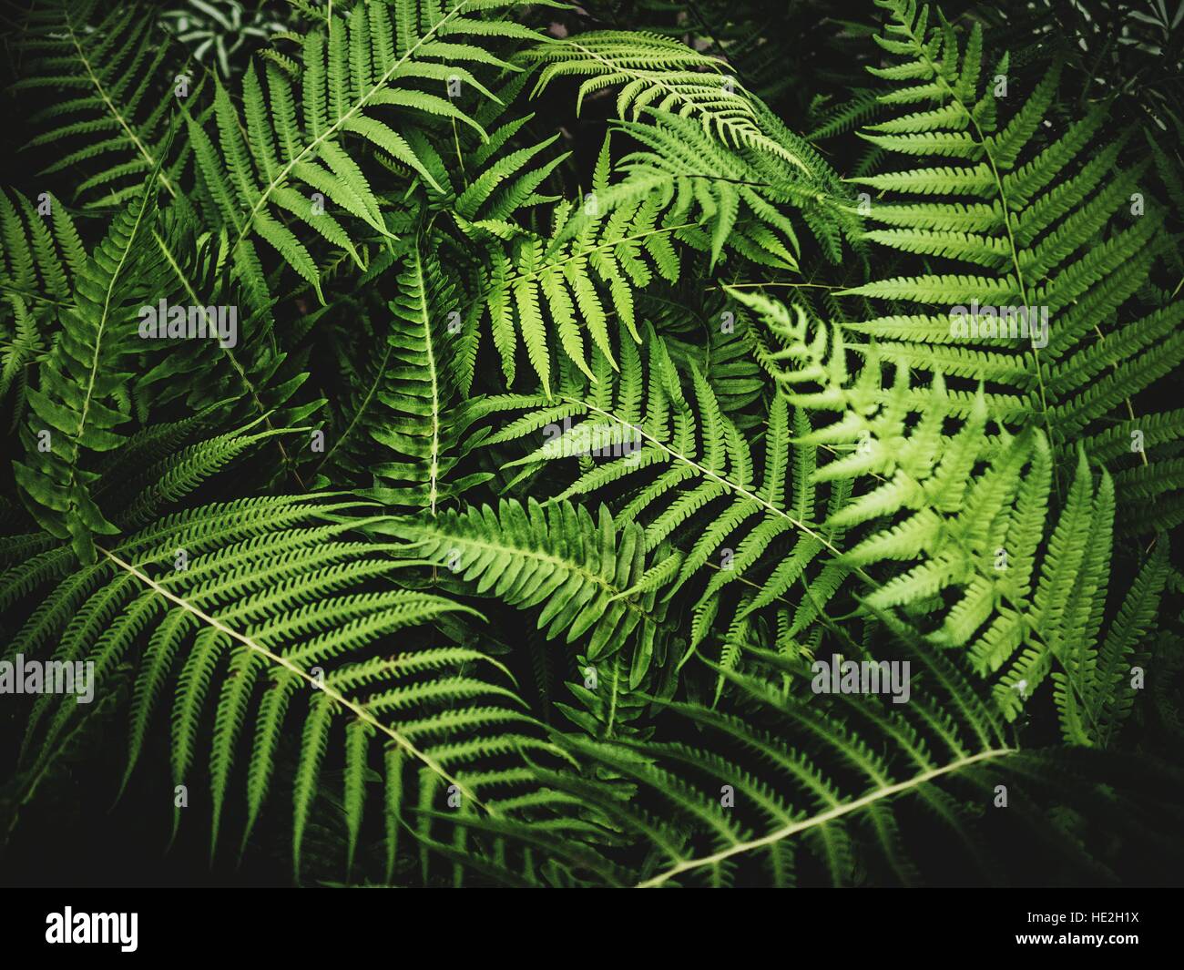 Overgrown ferns hi-res stock photography and images - Alamy