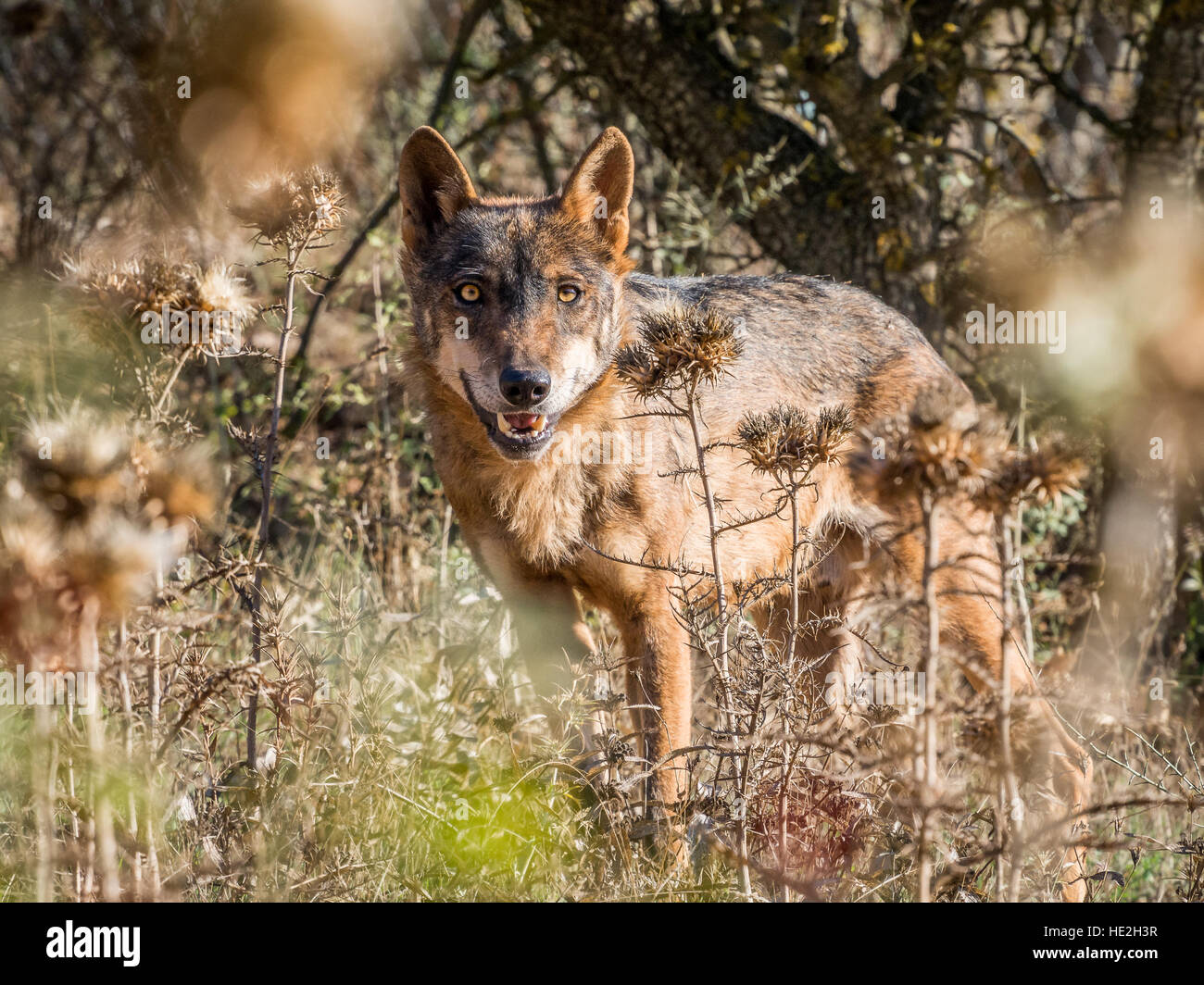 Iberian wolf with beautiful eyes in the forest in summer Stock Photo ...