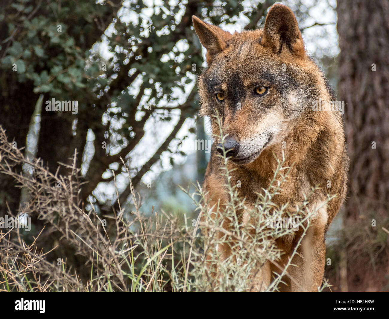 Cute iberian wolf portrait (Canis lupus signatus) with beautiful eyes ...