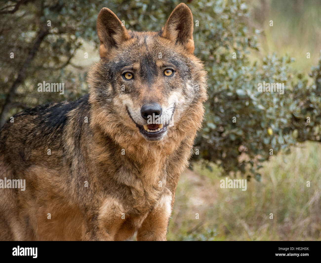 Cute iberian wolf portrait (Canis lupus signatus) with beautiful eyes ...