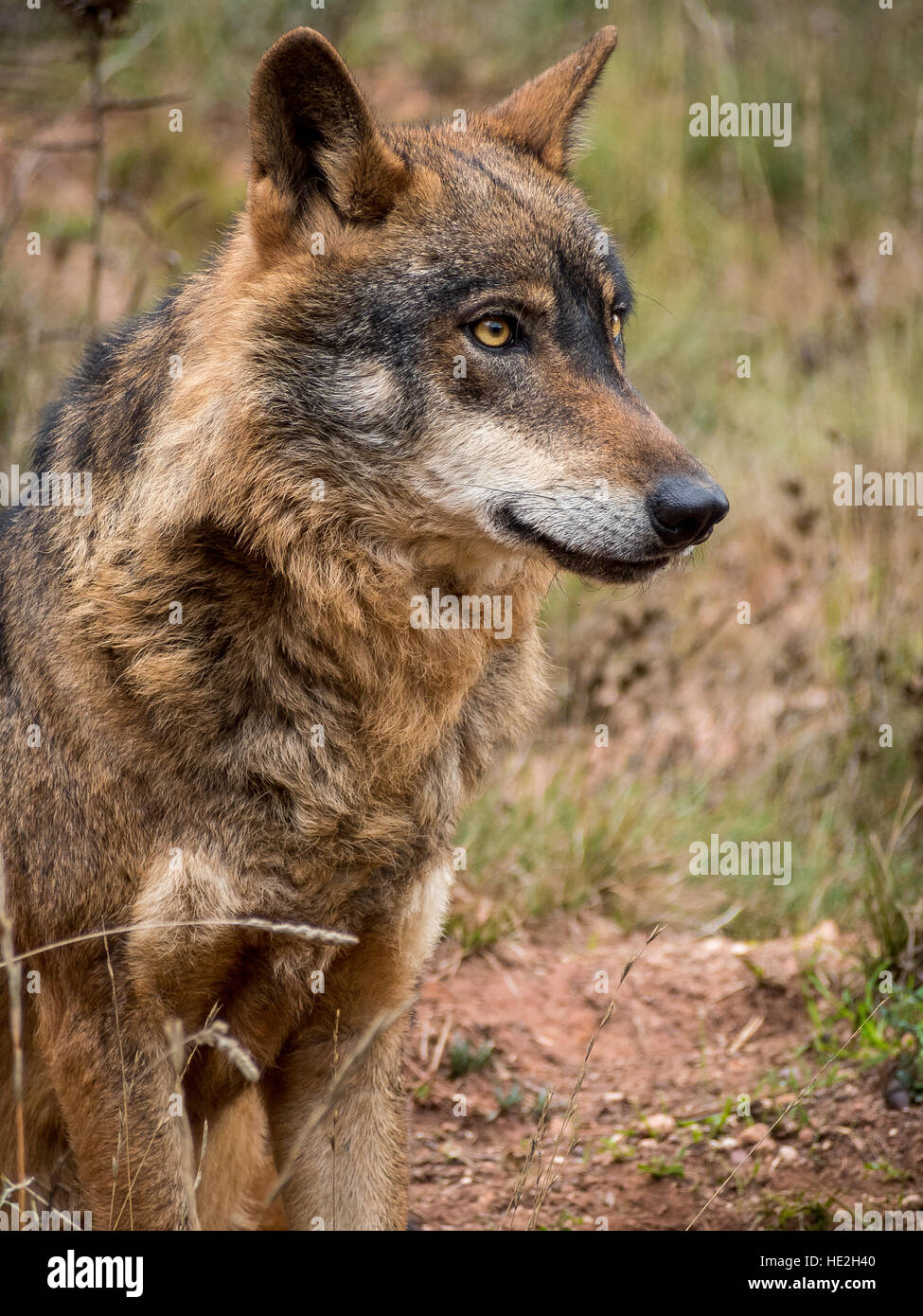 Cute iberian wolf portrait (Canis lupus signatus) with beautiful eyes ...