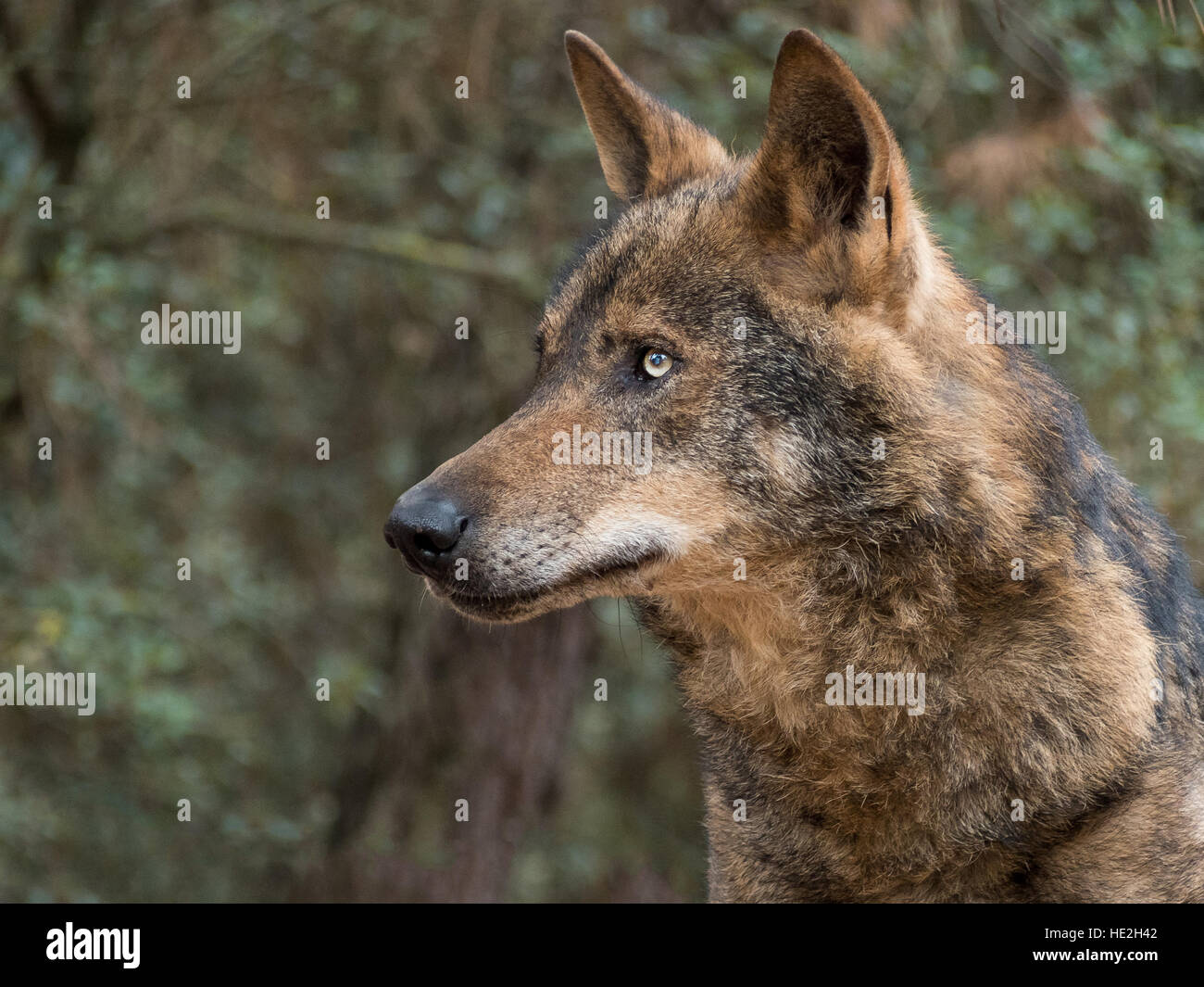 Iberian wolf portrait (Canis lupus signatus Stock Photo - Alamy