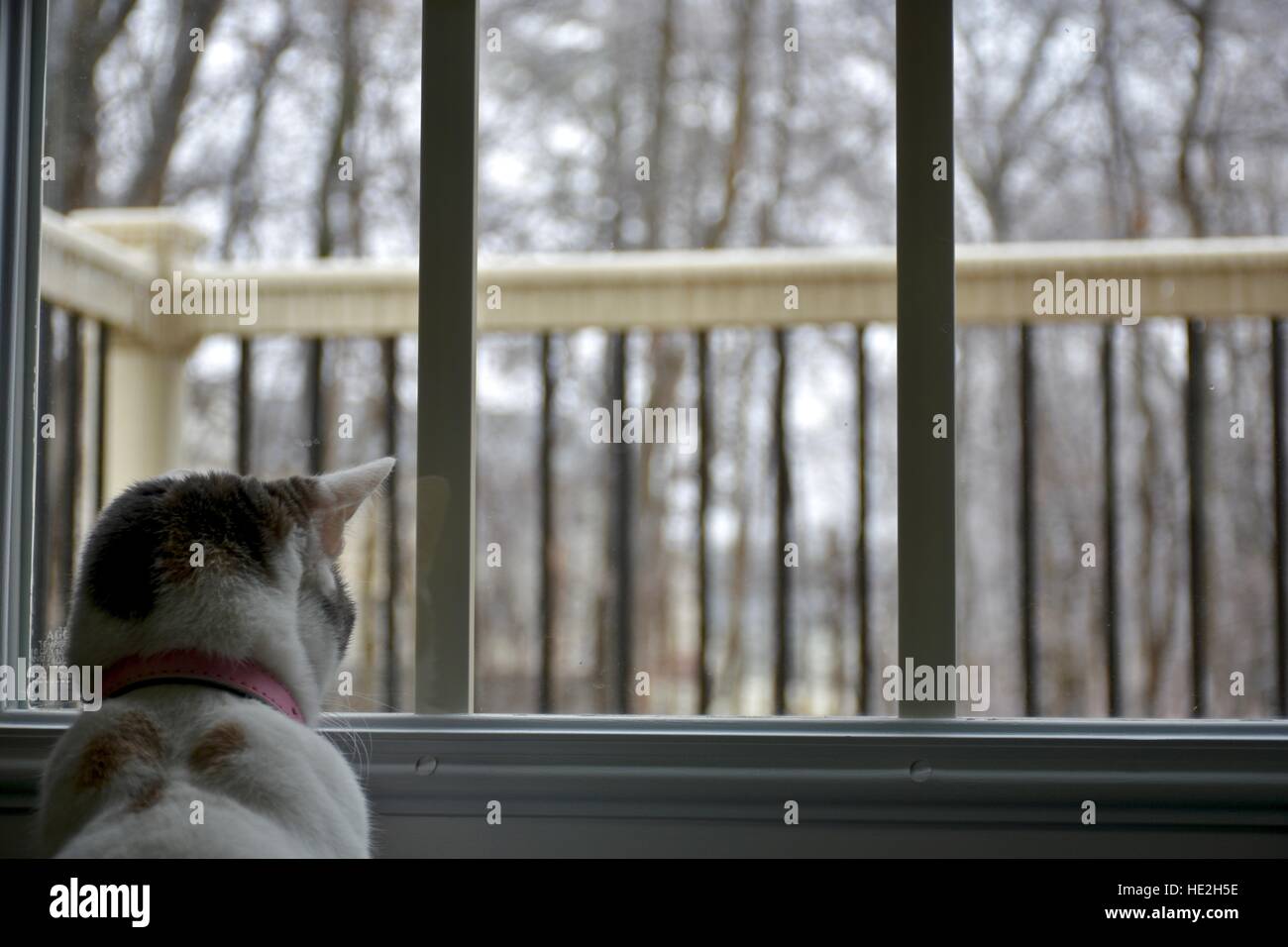 A calico cat looking out the window of a home Stock Photo - Alamy
