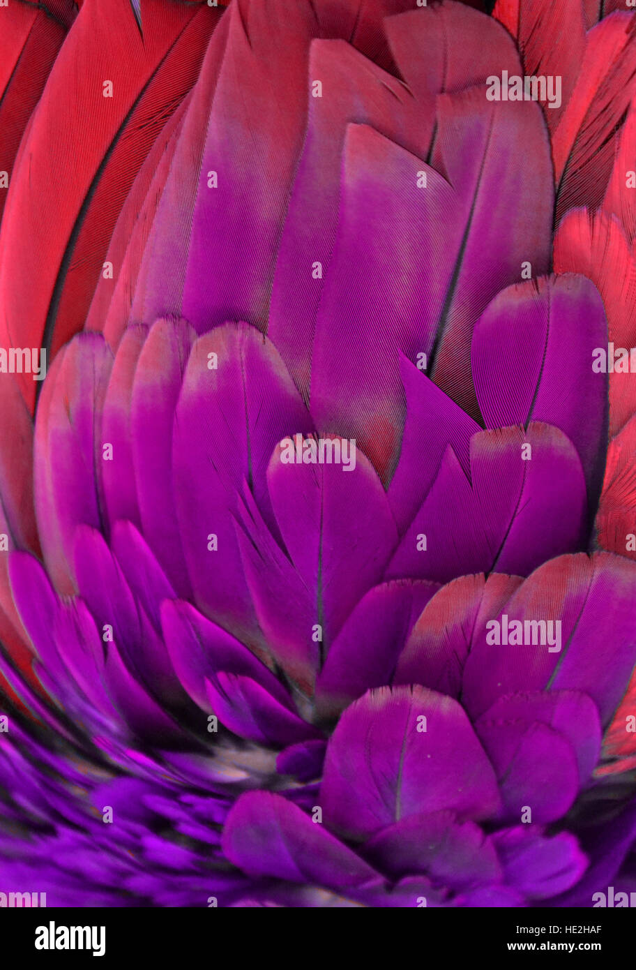 Purple feathers hi-res stock photography and images - Alamy