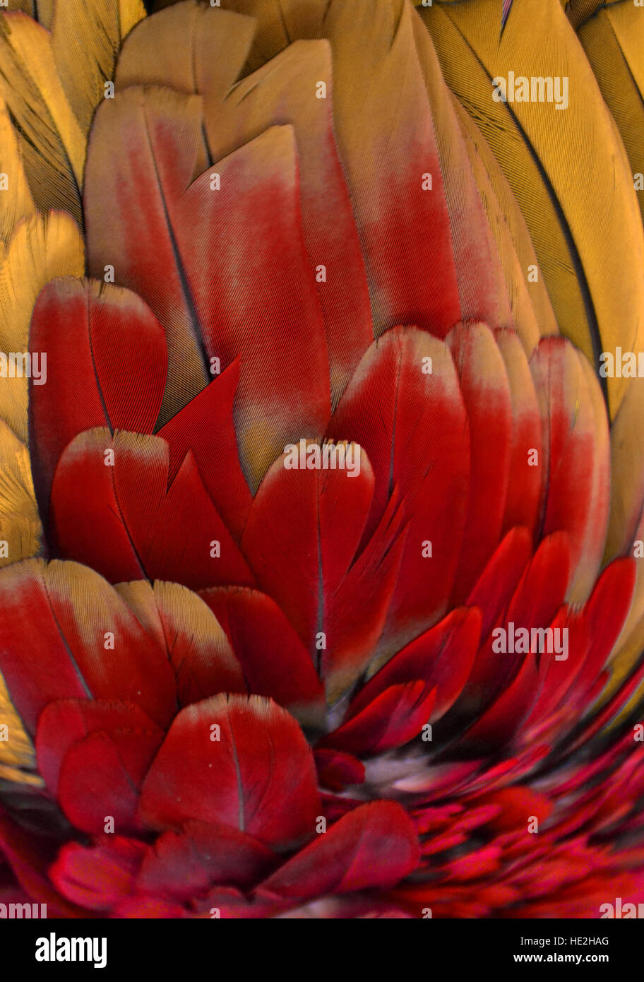 Red orange yellow hi-res stock photography and images - Alamy