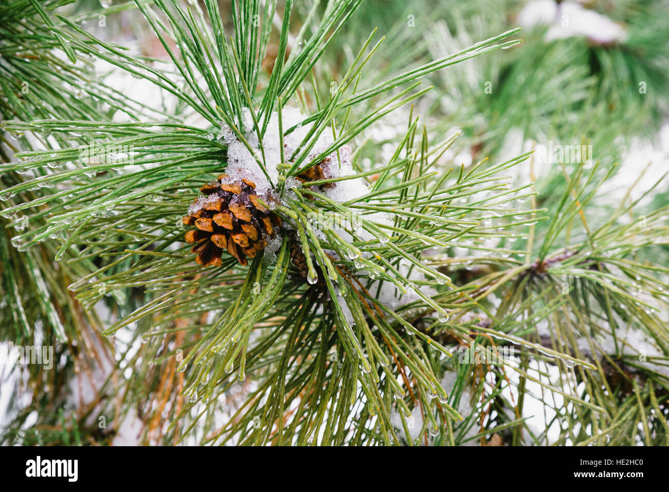 Frozen Winter Conifer with mixed focus Tree snow cone Stock Photo - Alamy