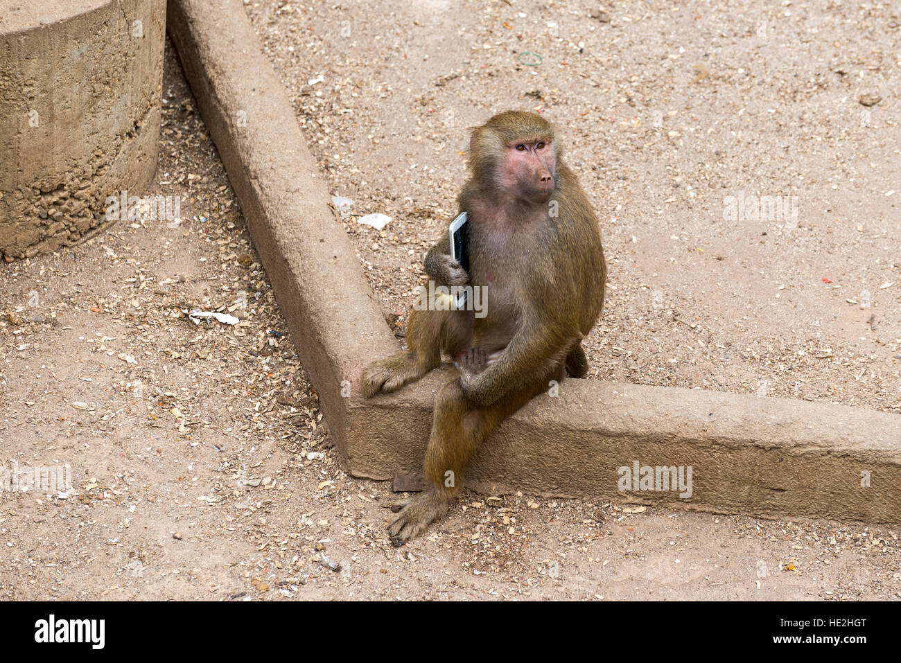 Smart phone mobile wildlife hi-res stock photography and images - Alamy