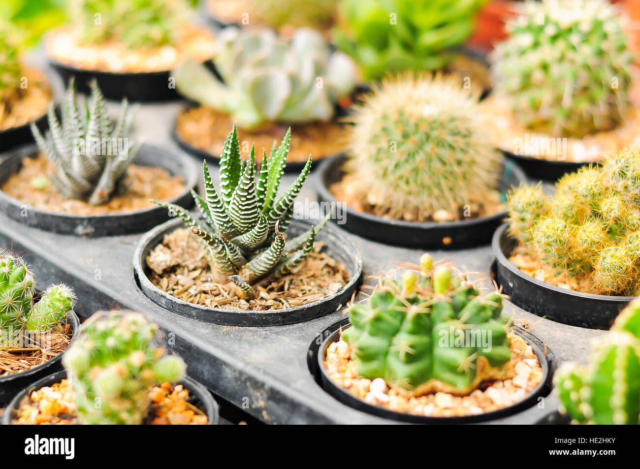 Cactus at garden in Thailand Stock Photo - Alamy