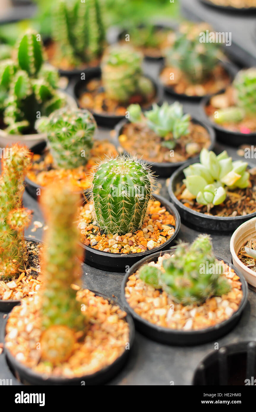 Cactus at garden in Thailand Stock Photo - Alamy