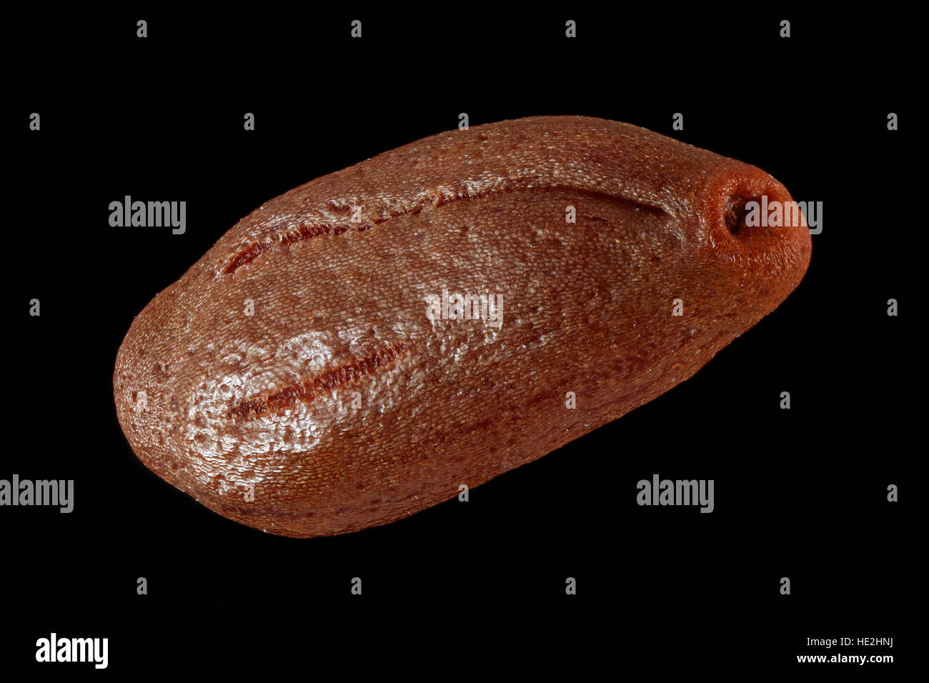 Berberis vulgaris, Barberry, Berberitze, seed, close up, seed size 5 mm ...