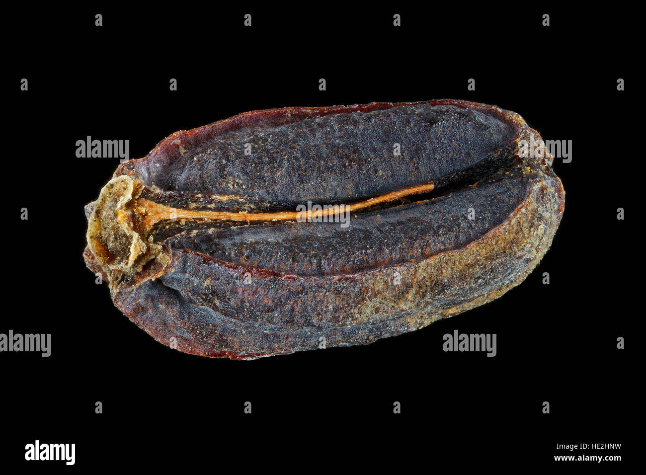 Rundblattriges hasenohr hi-res stock photography and images - Alamy