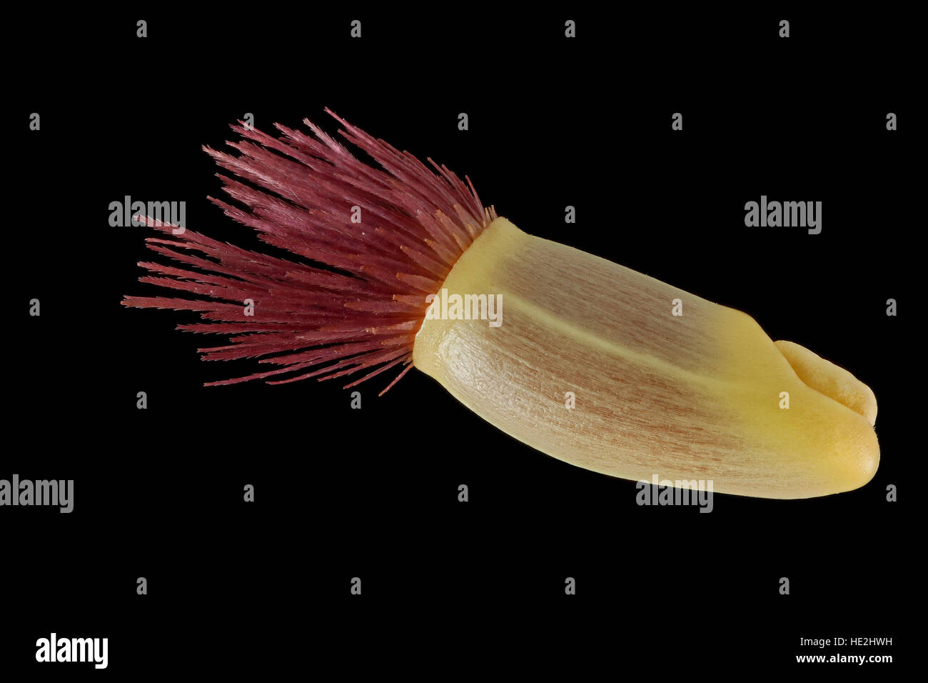 Centaurea cyanus seed hi-res stock photography and images - Alamy