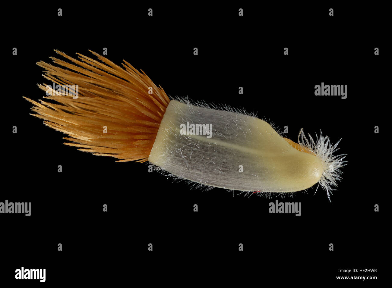 Centaurea cyanus seed hi-res stock photography and images - Alamy