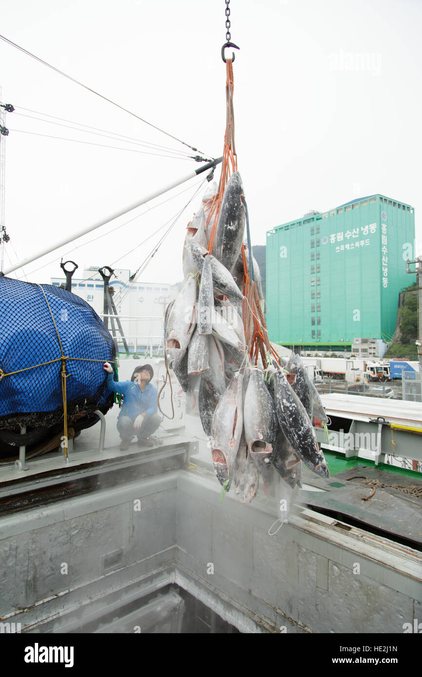 Busan, South Korea - September 22th, 2016: Busan, fish port, unloading ...